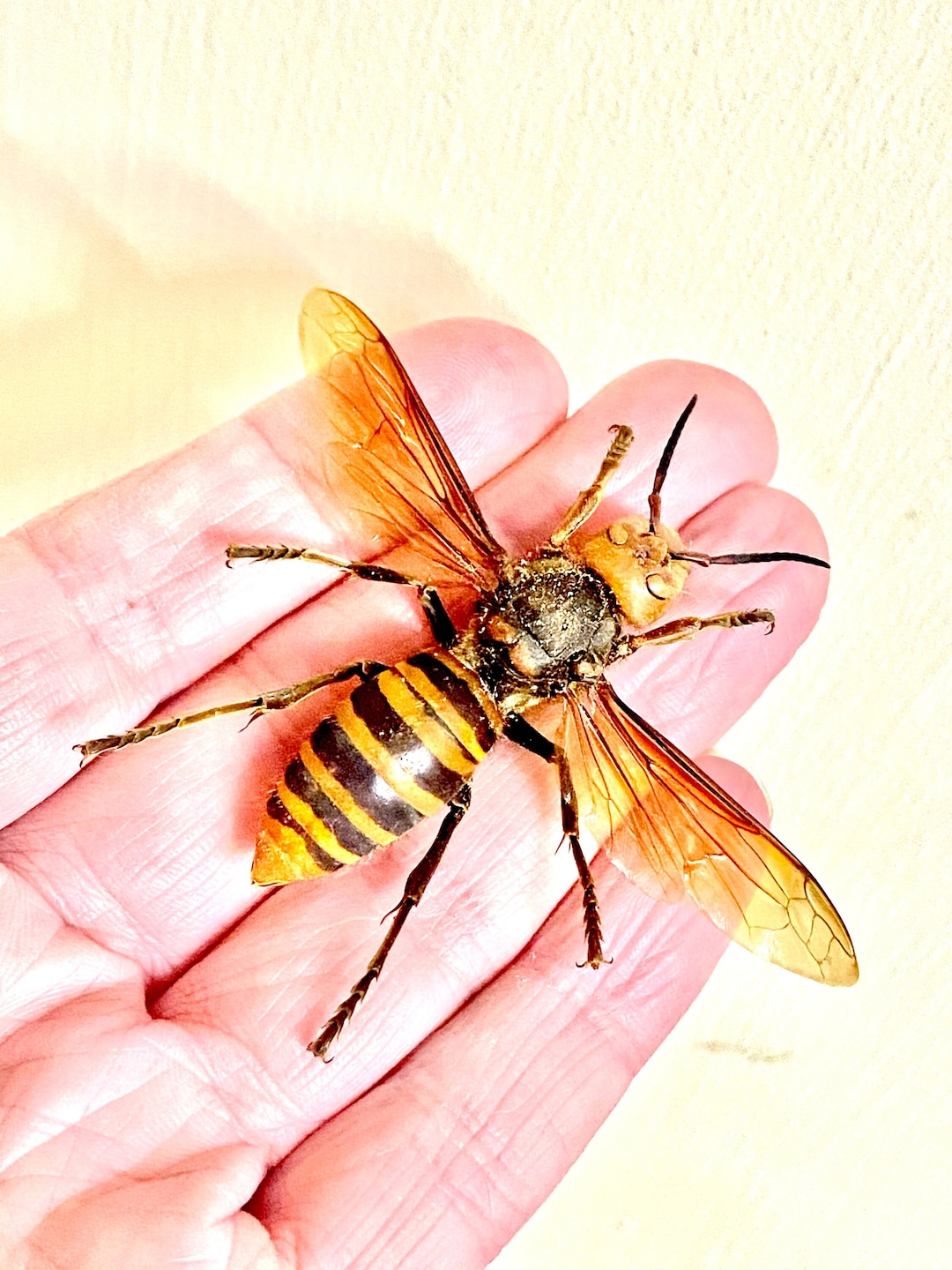 Queen Hornet, Giant Japanese (vespa Mandarinia) Hornet. Wasp. Bee ...