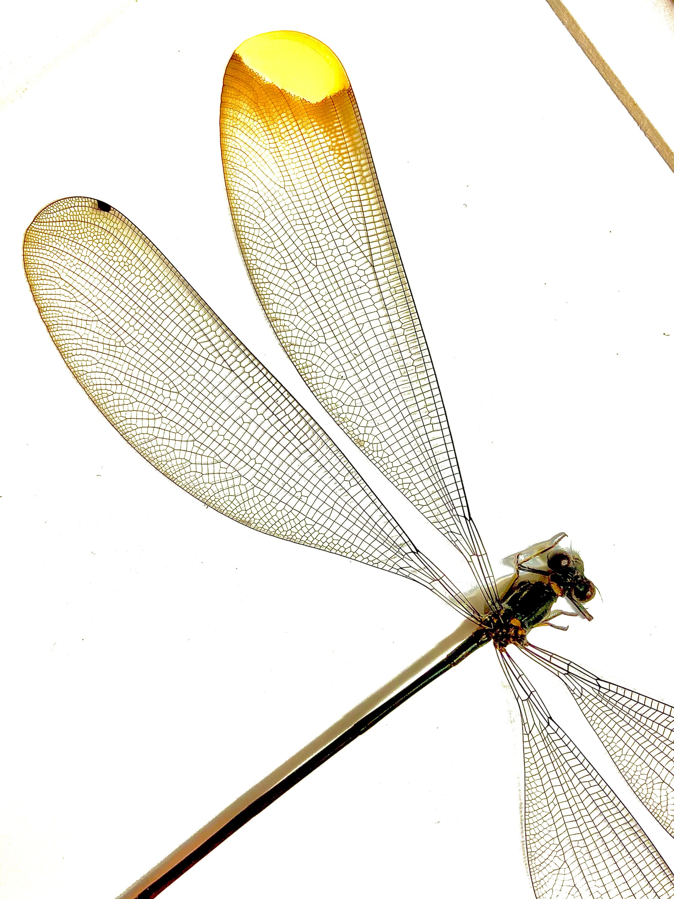 Giant Helicopter Damselfly mecistogaster Ornate Real Framed | Etsy