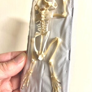 Toad Skeleton Real. (duttaphrynus Melanosticus) Skeleton Toad ...