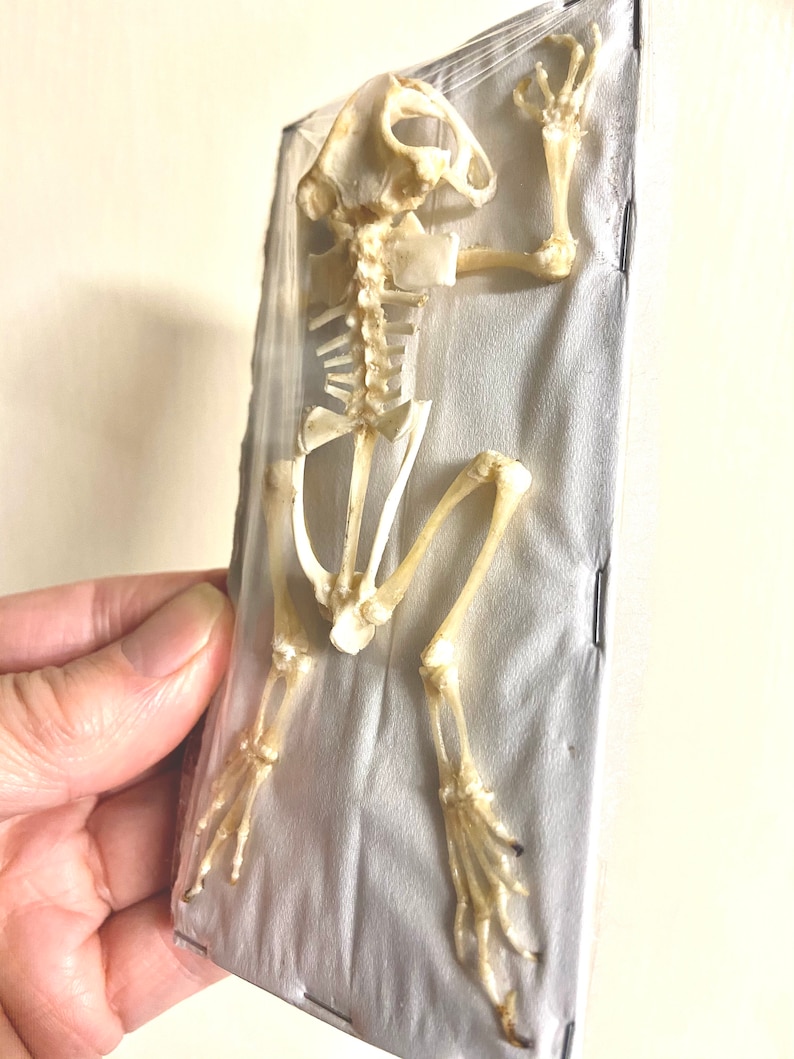 Toad Skeleton Real. (duttaphrynus Melanosticus) Skeleton Toad ...