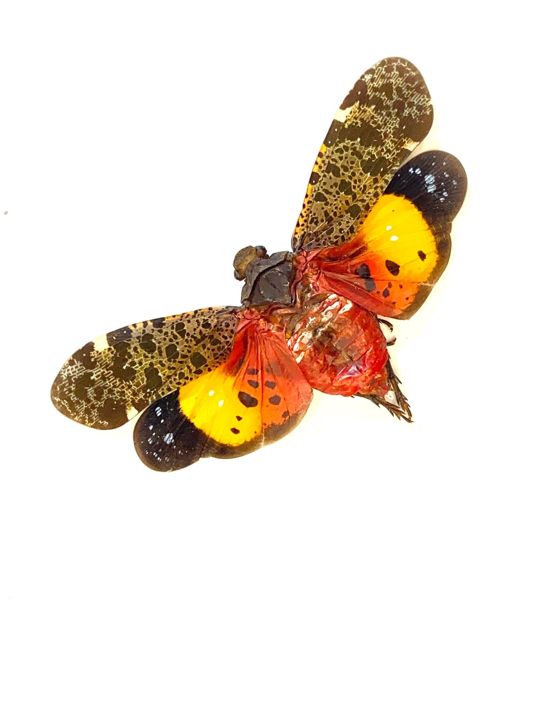 Penthicodes Variegata. Real Insect Specimen. - Etsy