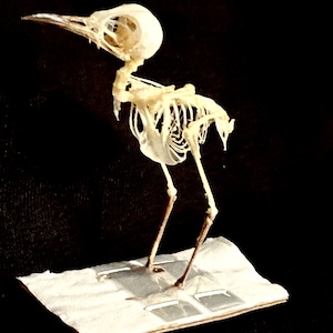 Skeleton Songbird (prinia) Real Skeleton. Bones. Bird. Anatomy ...