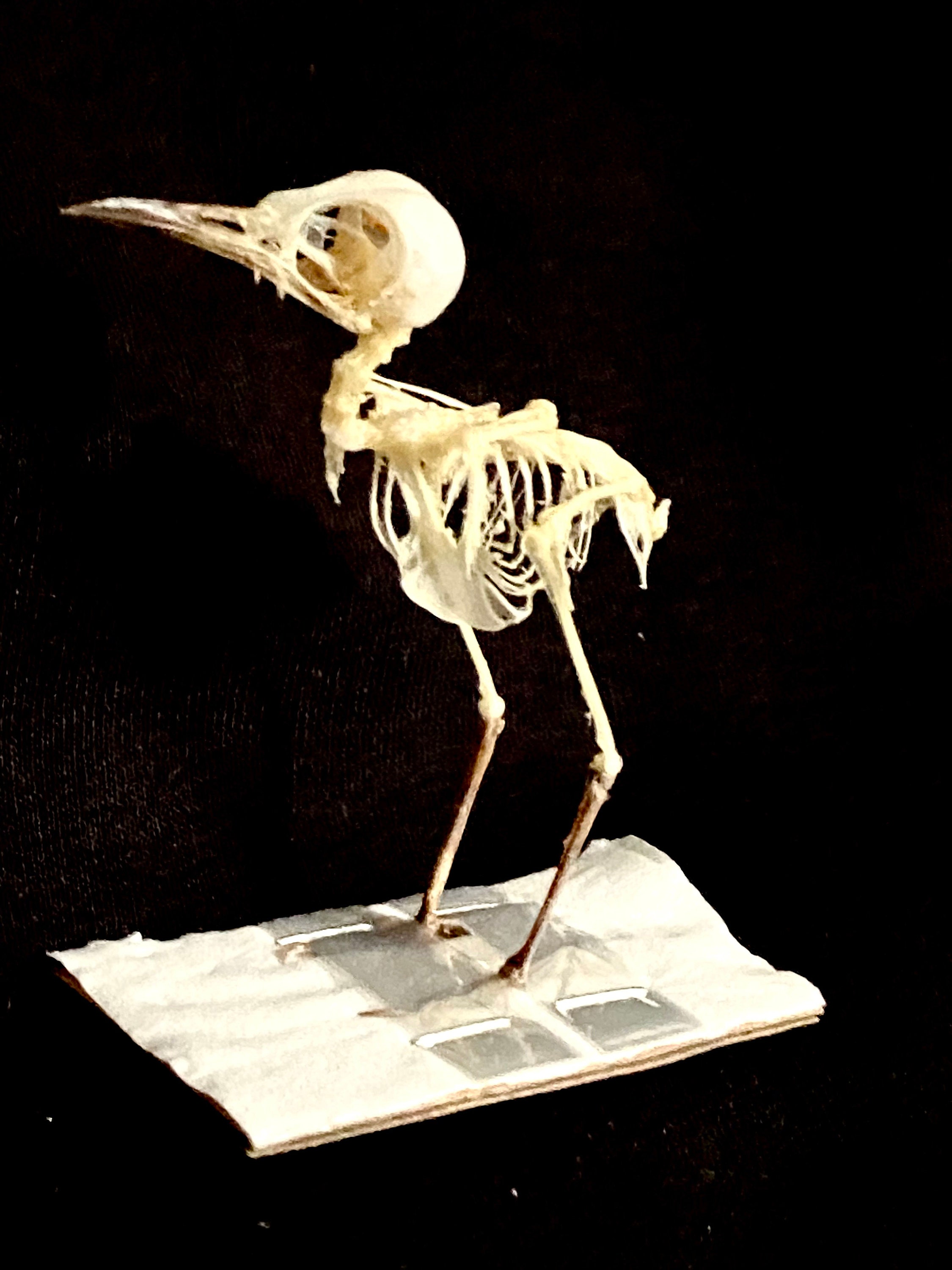 Skeleton Songbird (prinia) Real Skeleton. Bones. Bird. Anatomy ...