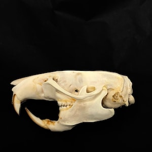 Brown Rat Skull rattus Norvegicus Genuine Skull. - Etsy
