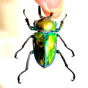 Rainbow Stag Beetle (phalacrognathus Muelleri) Real Specimen. Beetle ...