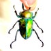 Rainbow Stag Beetle (phalacrognathus Muelleri) Real Specimen. Beetle ...