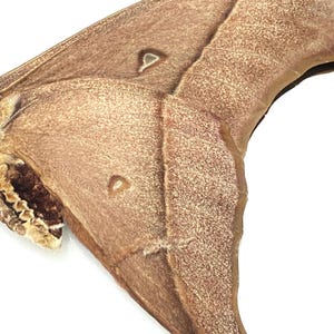 Hercules Moth. Coscinocera Hercules. Papered-folded Wings. Requiring ...
