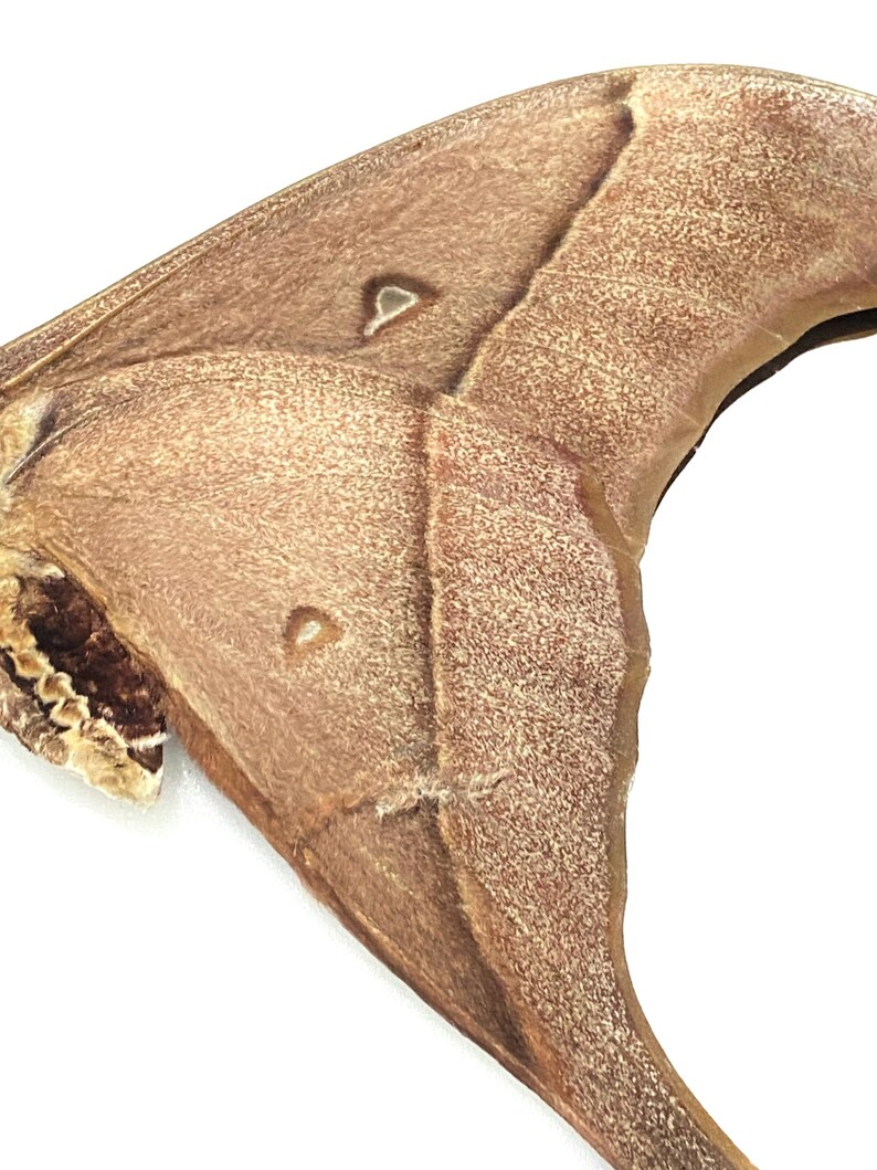 Hercules Moth. Coscinocera Hercules. Papered-folded Wings. Requiring ...