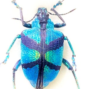 Metallic Blue Weevil. Polyteles Decussatus. Beetle. Real Insect ...