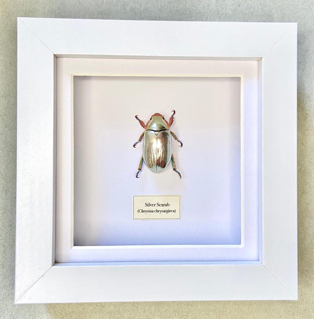 Silver Scarab (chrysina Chrysargirea) Framed. Scarab. Silver Beetle ...