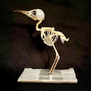 Skeleton Songbird (prinia) Real Skeleton. Bones. Bird. Anatomy ...