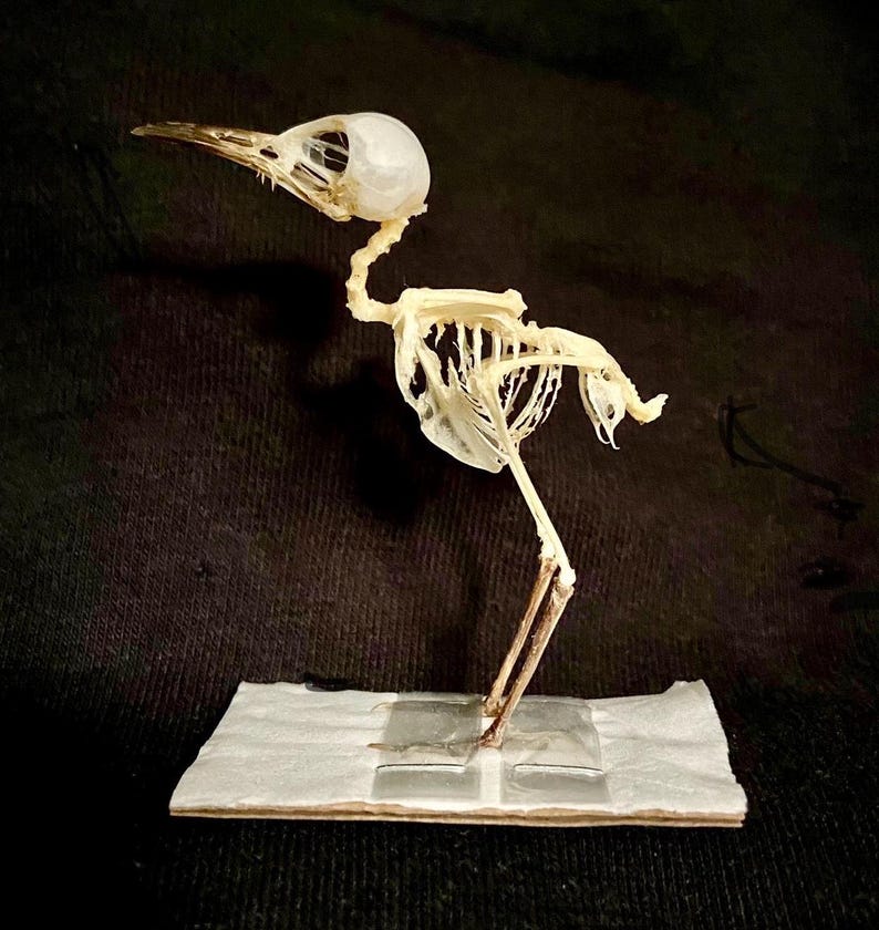 Skeleton Songbird (prinia) Real Skeleton. Bones. Bird. Anatomy ...
