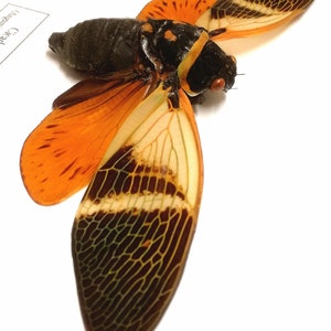 Cicada angamiana Floridula Real Insect Framed - Etsy UK