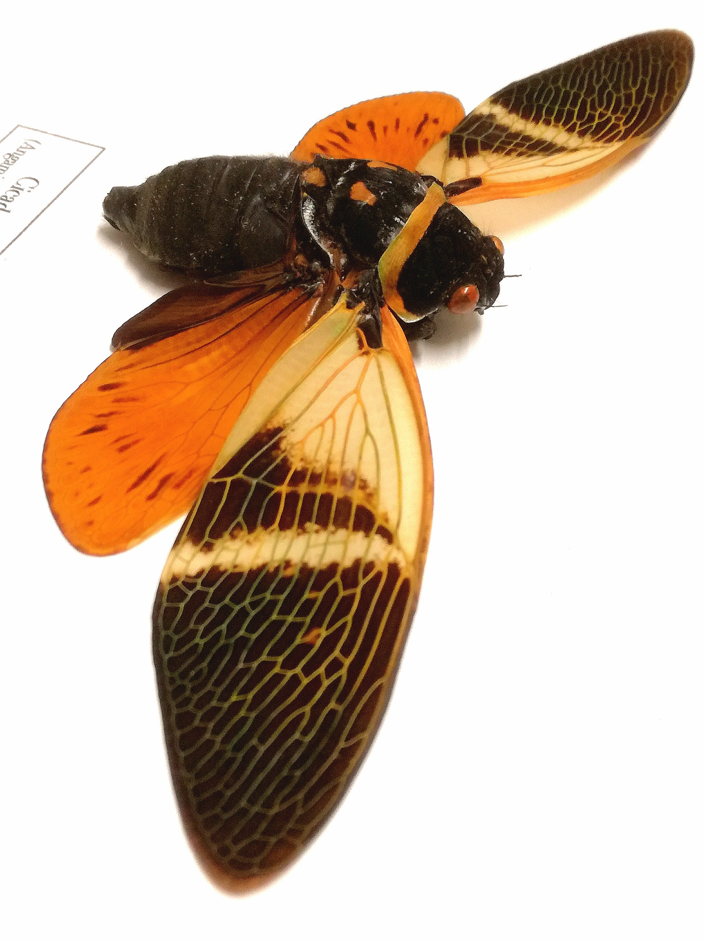 Cicada angamiana Floridula Real Insect Framed | Etsy UK