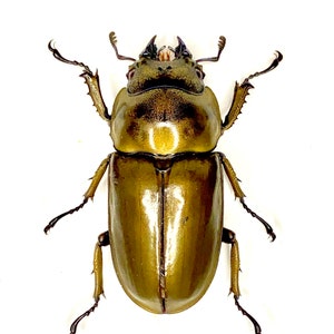 Bronze Golden Beetle allotopus Rosenbergi Real Insect. Insect Specimen ...