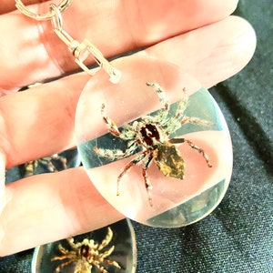 Spider Key Ring. Real Insect. Asian Jumping Spider. Key Fob. Resin ...