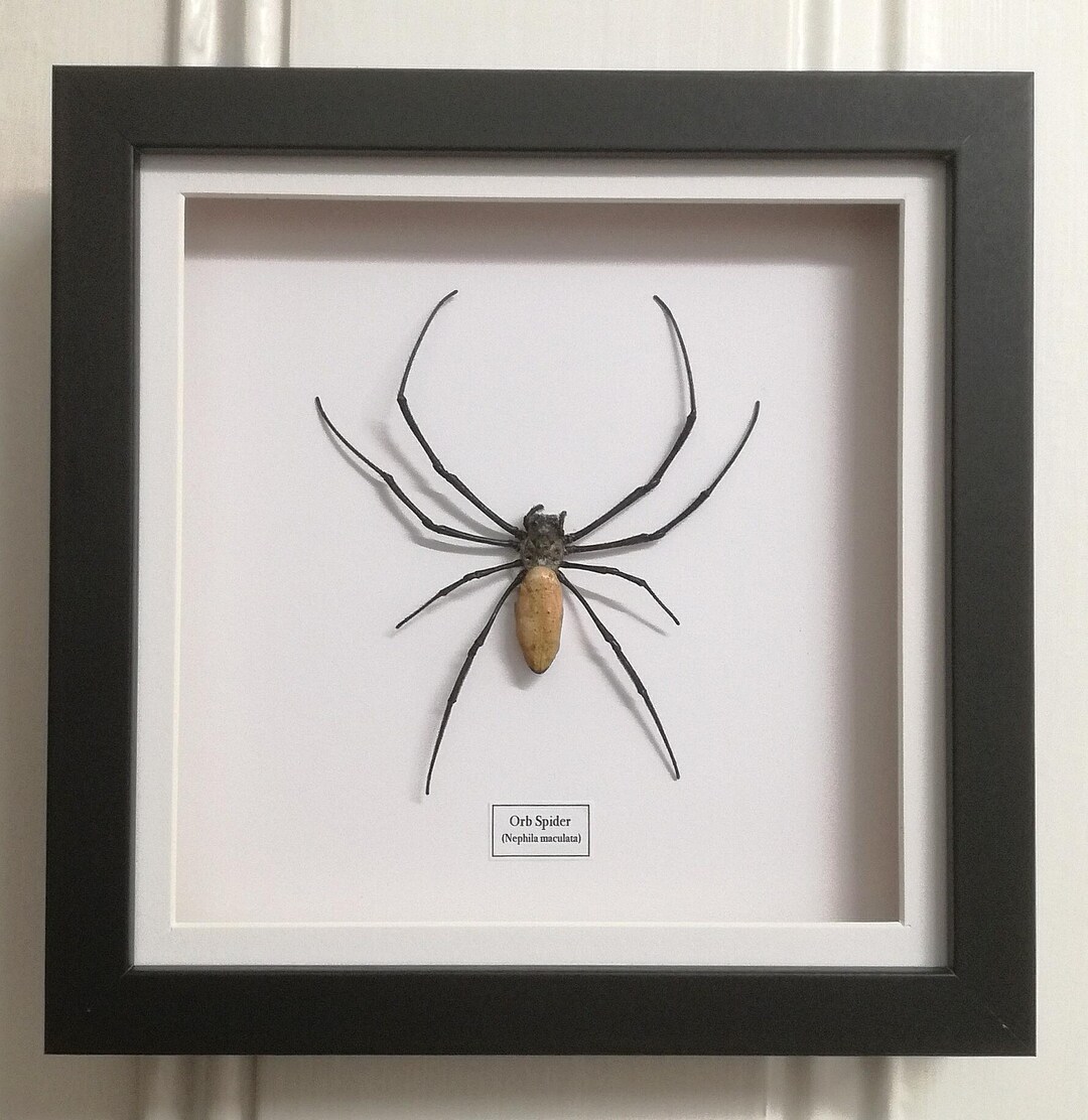 Orb Spider (nephila Vitiana) Real Framed Specimen.spider. Real Spider ...