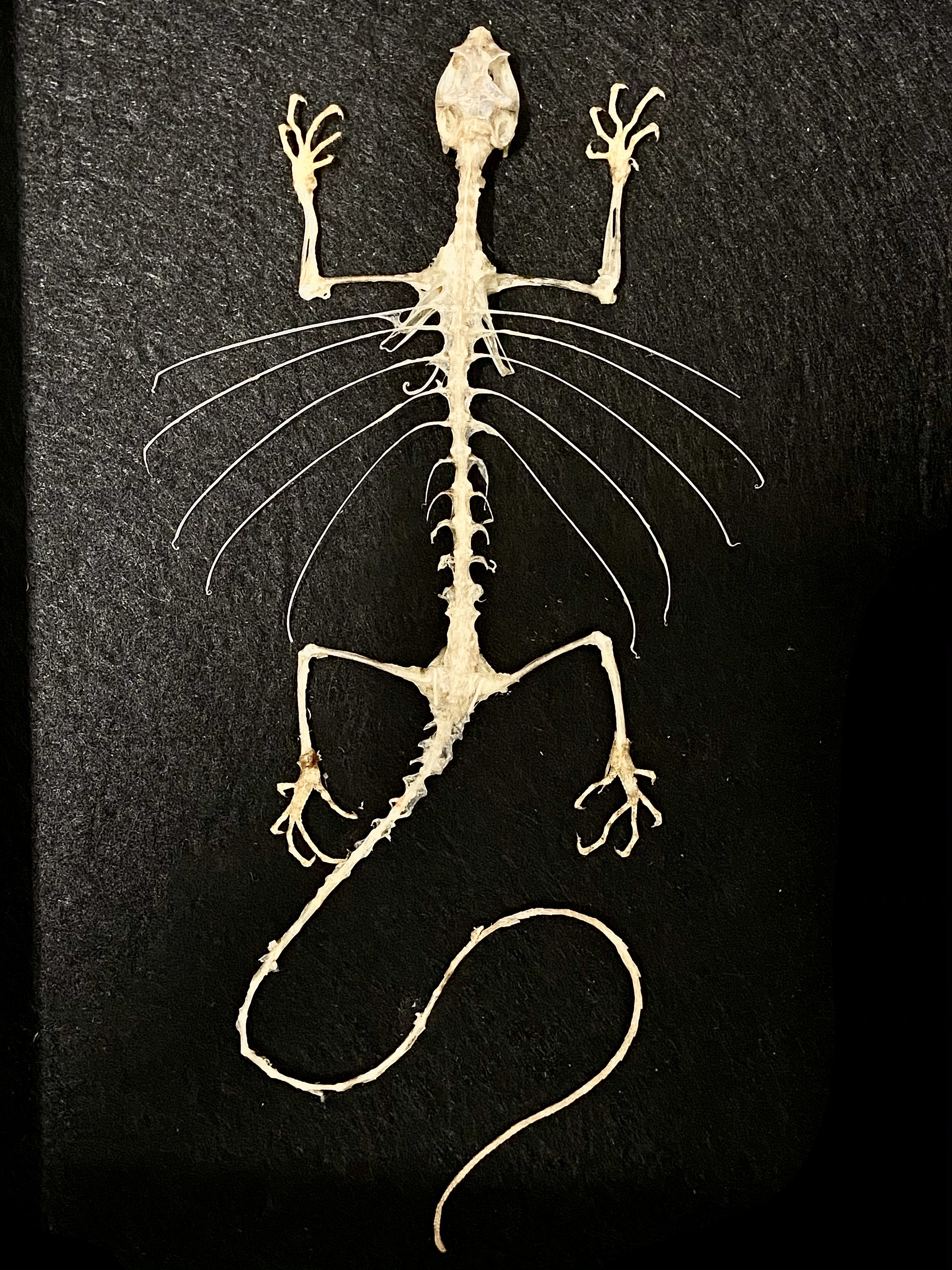Flying Lizard Skeleton (draco Volans) Real Skeleton in Frame. Flying ...