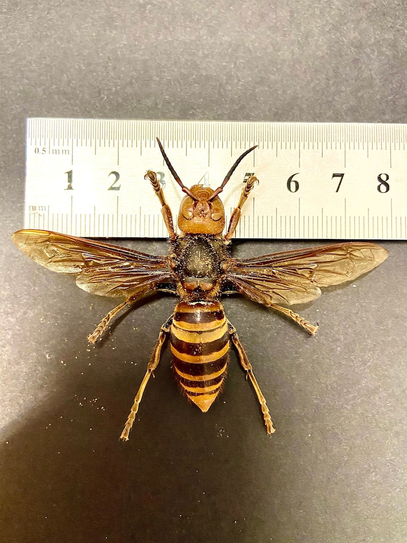 Queen Hornet, Giant Japanese (vespa Mandarinia) Hornet. Wasp. Bee ...