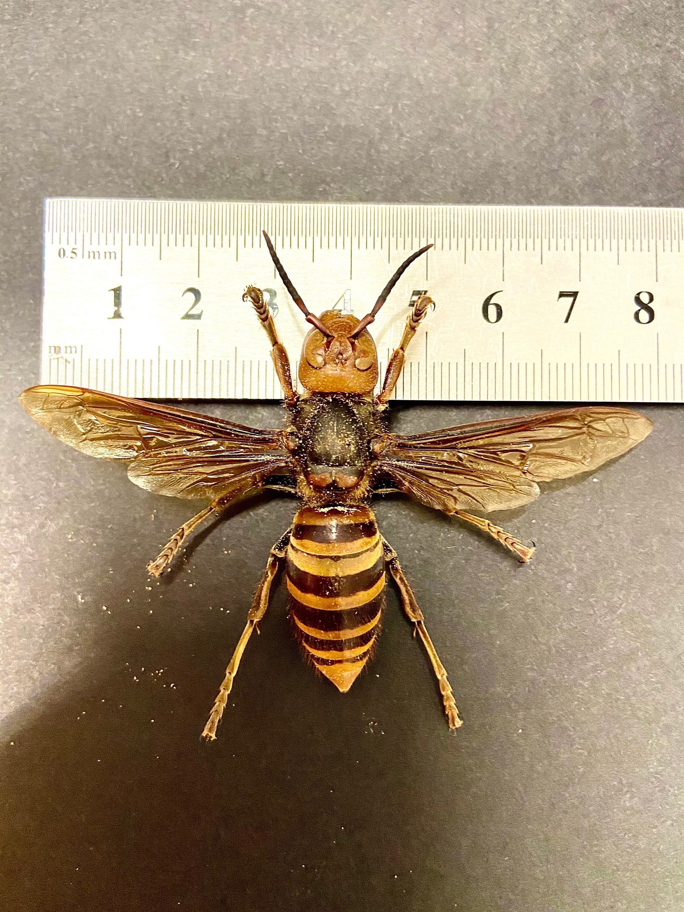 Queen Hornet, Giant Japanese (vespa Mandarinia) Hornet. Wasp. Bee ...