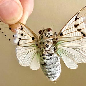Ghost Cicada (ayuthia Spectabilis) Unframed Specimen. A1 Quality ...