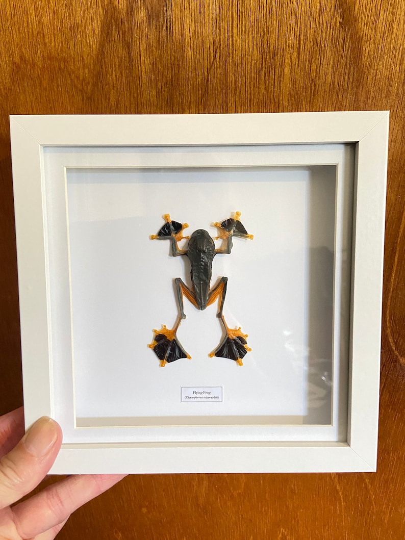 Flying Frog (rhacophorus Reinwardtii) Preserved Frog Specimen Framed ...
