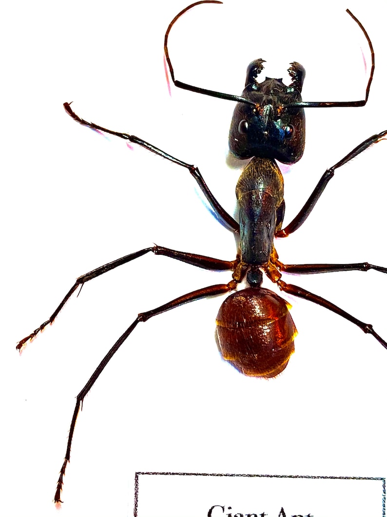 Ant- Giant Forest (camponotus Gigas) Real Specimen.formicidae. Insect ...