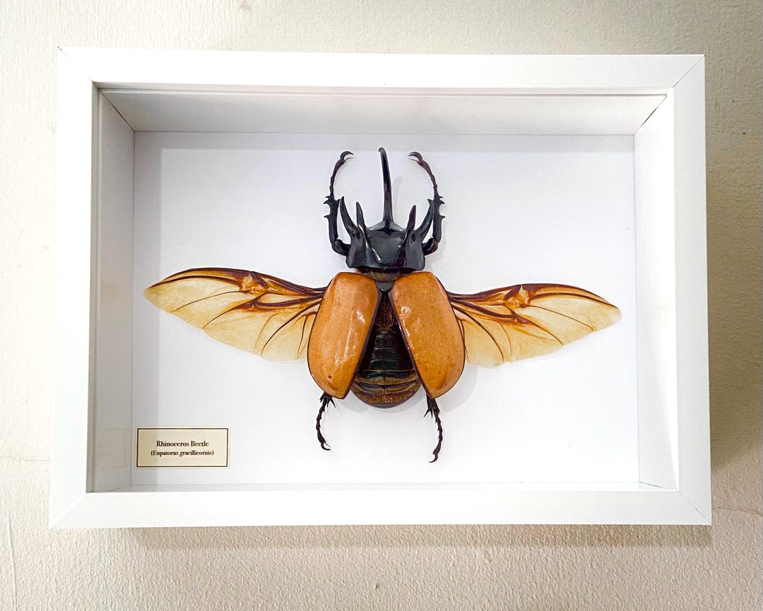 Rhinoceros Beetle.(eupatorus Gracillicornis) Real Specimen.framed ...