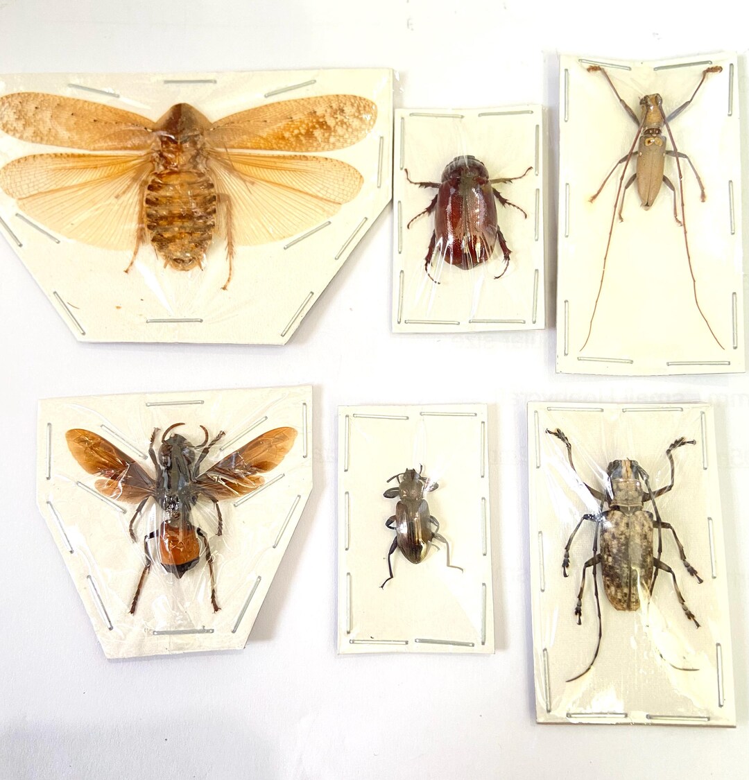 Mixed Insect Specimens. Beetle. Real Insect.taxidermy. Insectsofbeauty ...