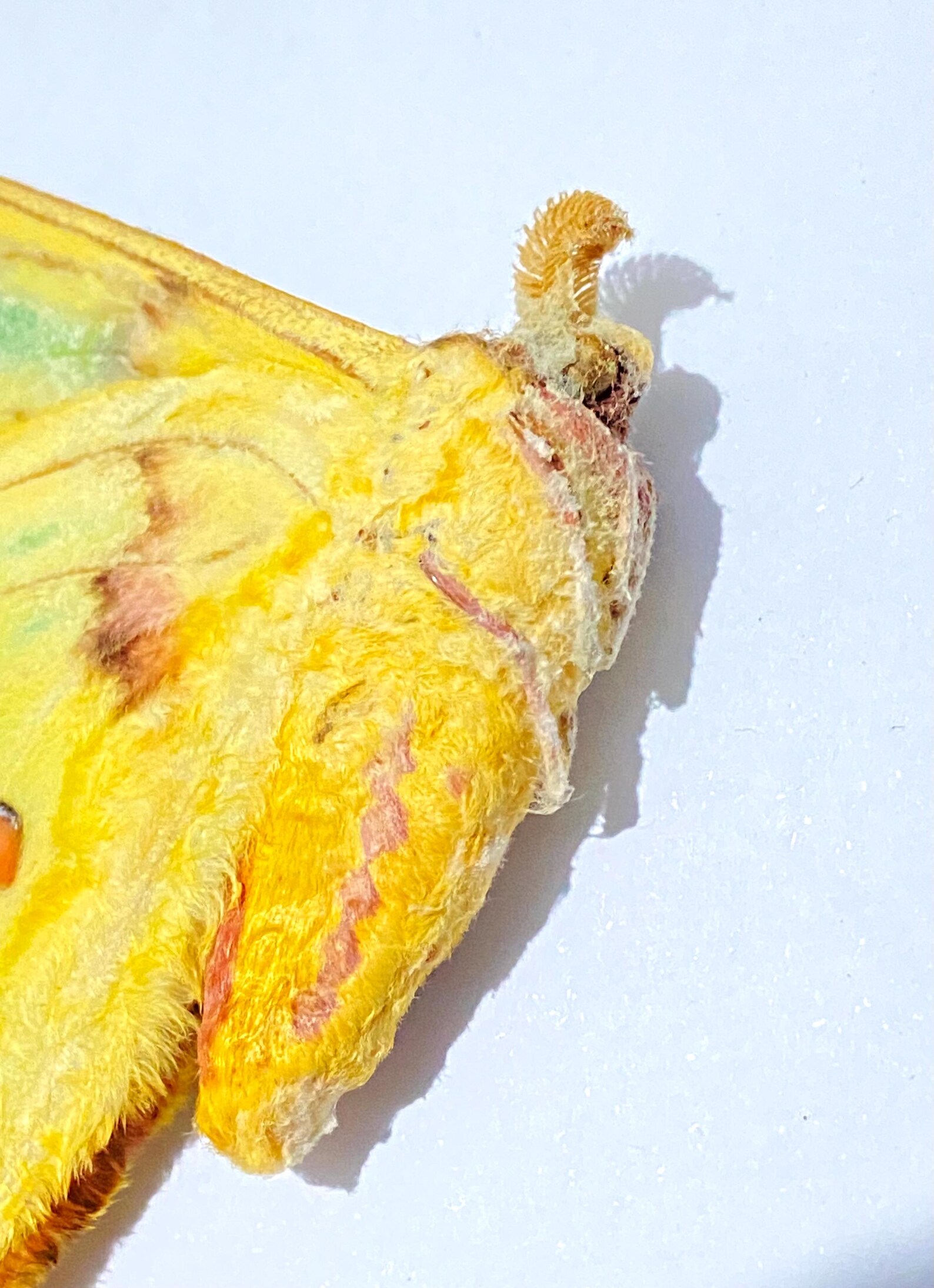 Actias Maenas. Malaysian Moon Moth. Moon Moth. Insect Specimen ...