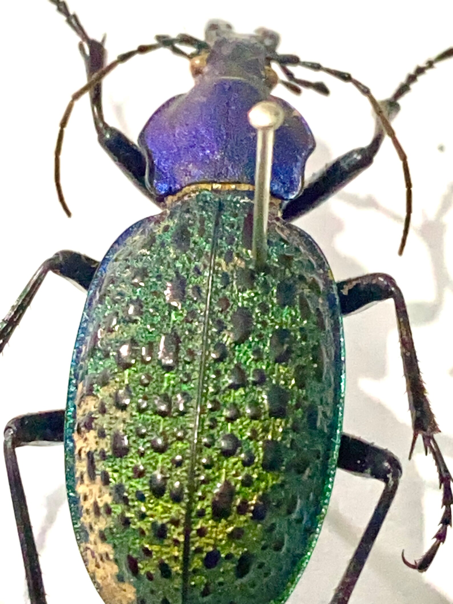 Carabus Elysii. Chinese Ground Beetle. Real Insect Specimen ...