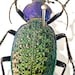 Carabus Elysii. Chinese Ground Beetle. Real Insect Specimen ...