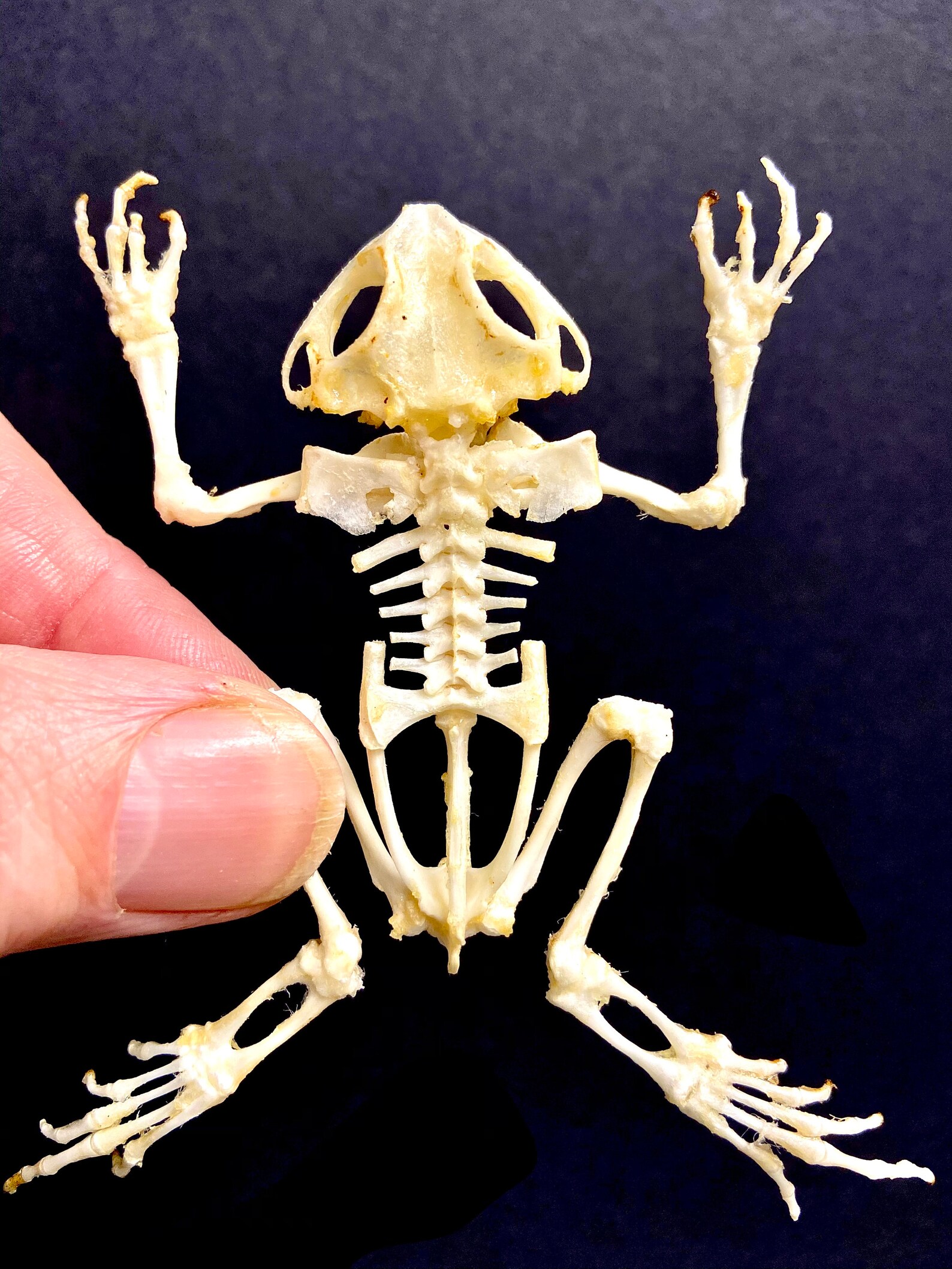 Toad Skeleton Real. (duttaphrynus Melanosticus) Skeleton Toad ...