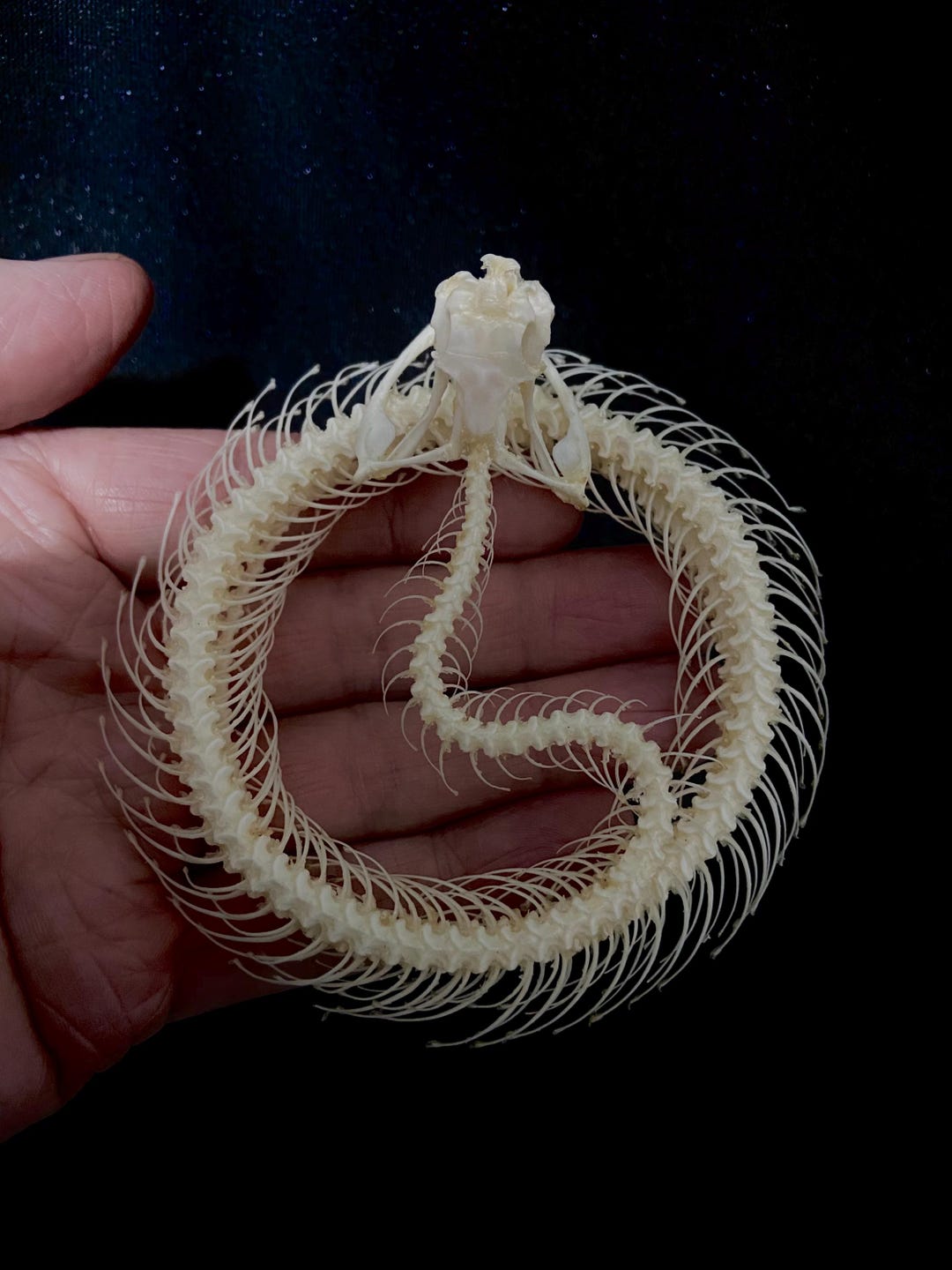 Snake Skeleton. Real Skeleton. Viper. Asp. Coiled Snake.bones - Etsy