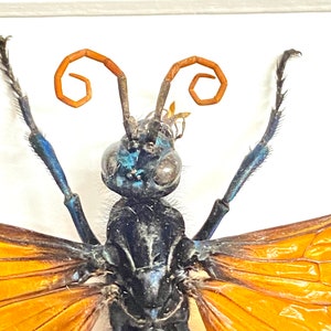 Tarantula Hawk Wasp.(pepsis Sp) Real Insect. Wasp. Hornet. Pepsis ...