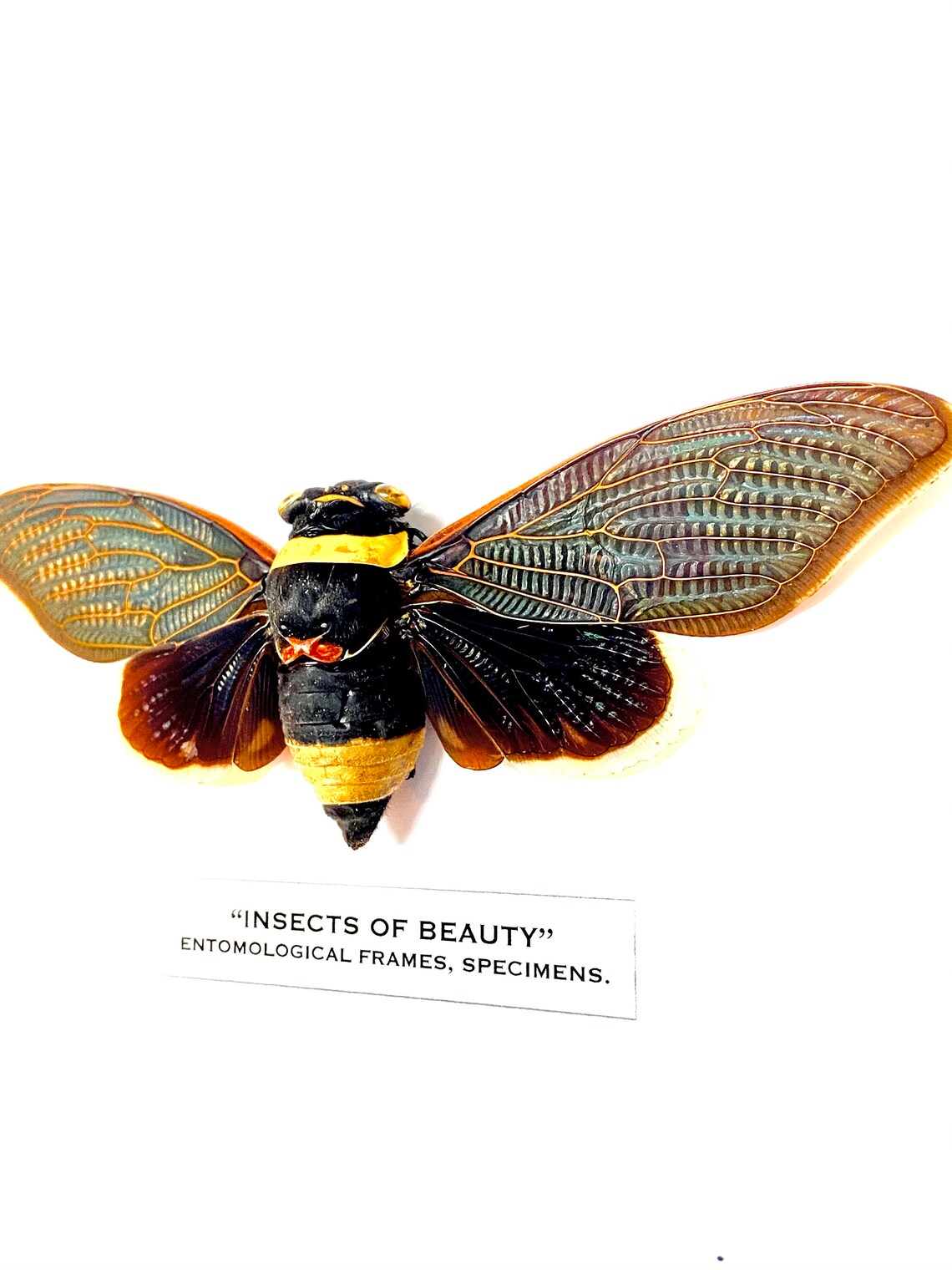 Cicada.(tacua Speciosa) Real Specimen - Etsy