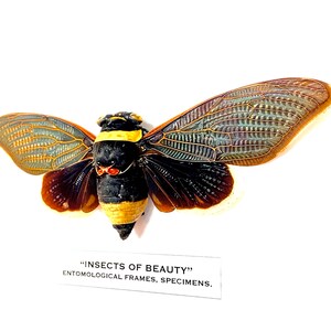 Cicada.(tacua Speciosa) Real Specimen - Etsy