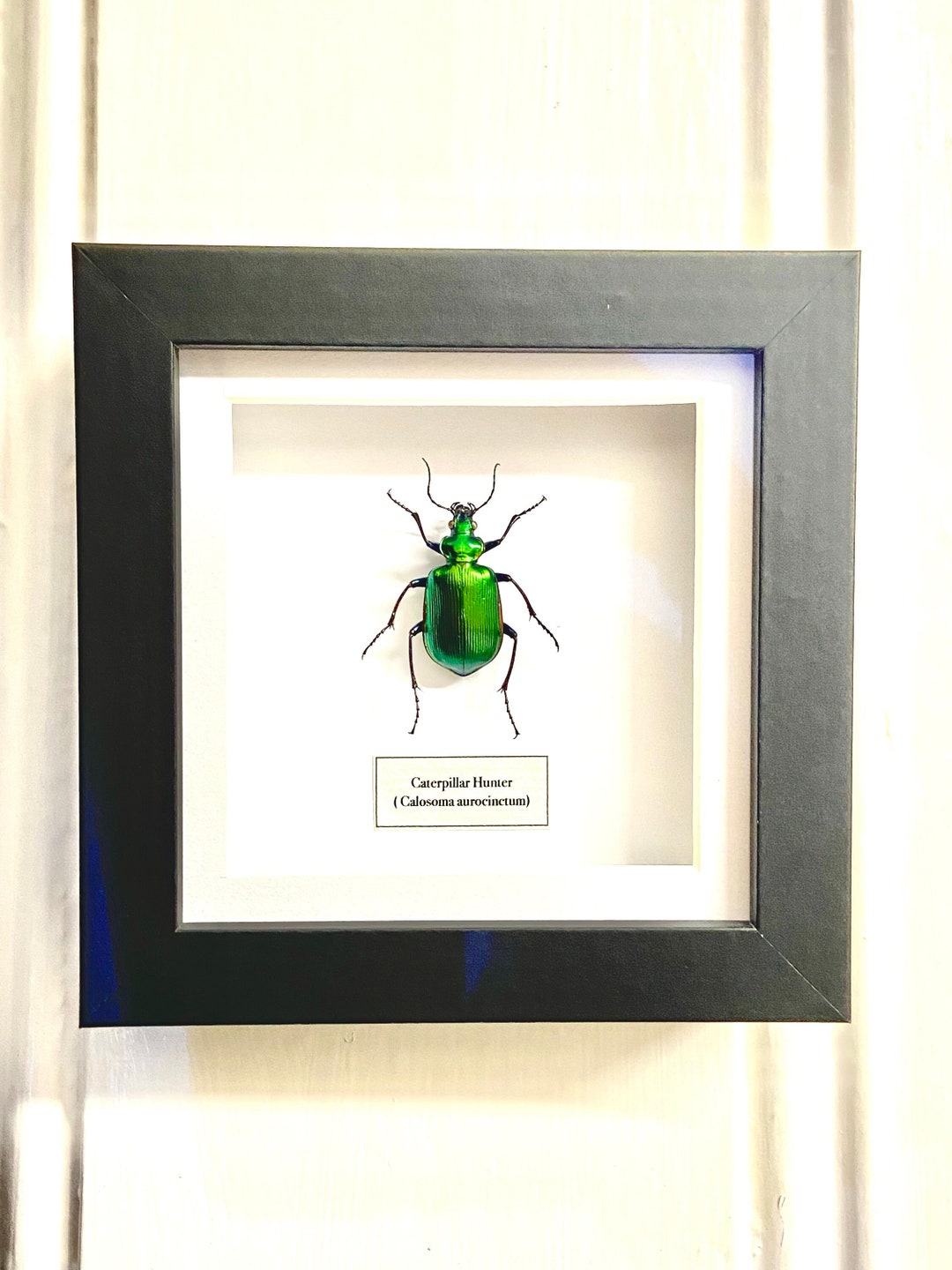 The Caterpillar Hunter (calosoma Sp) Framed Insect. Taxidermy. Beetle ...