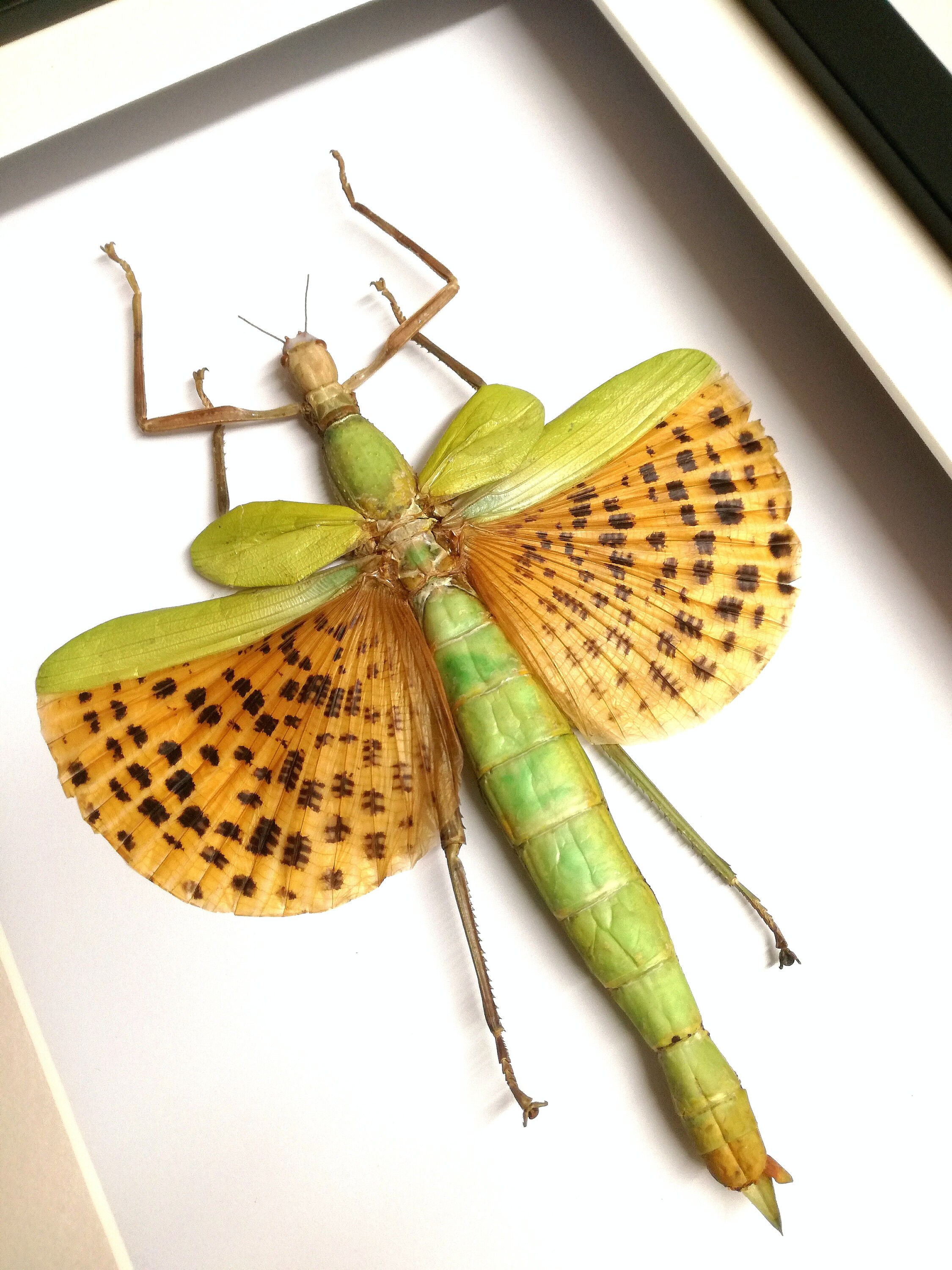 Stick Insect 'giant Walking Stick' paracyphocrania - Etsy UK