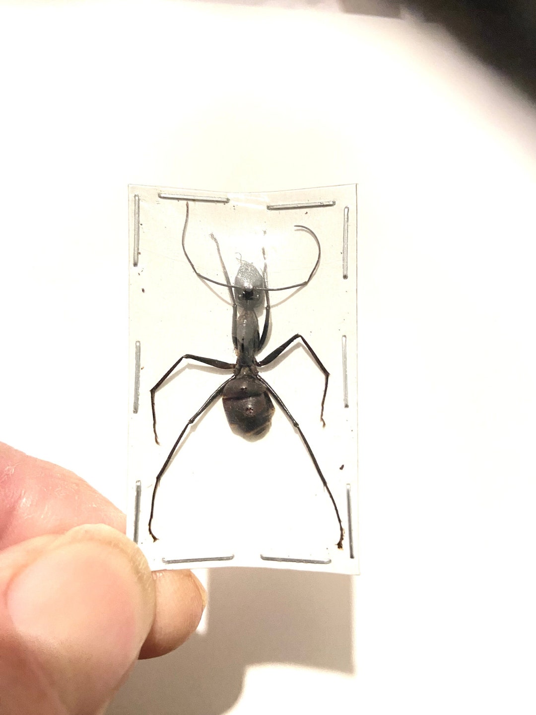 Ant (camponotus Gigas) Real Specimen. - Etsy