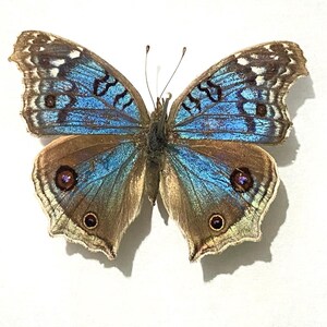 Blue Butterfly. Junonia Rhadama . Real Butterfly. Blue Buckeye. African ...