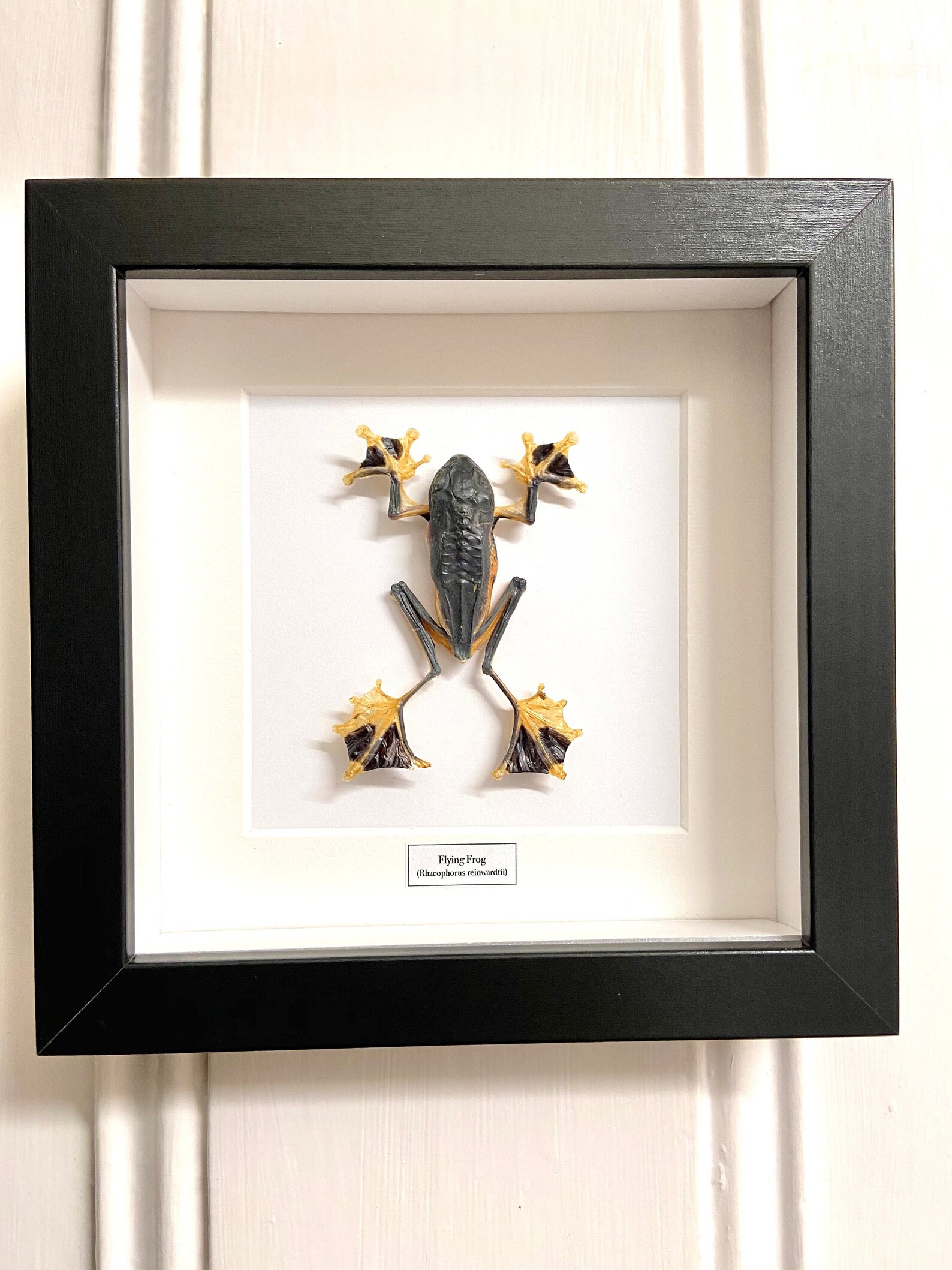 Flying Frog (rhacophorus Reinwardtii) Preserved Frog Specimen Framed ...