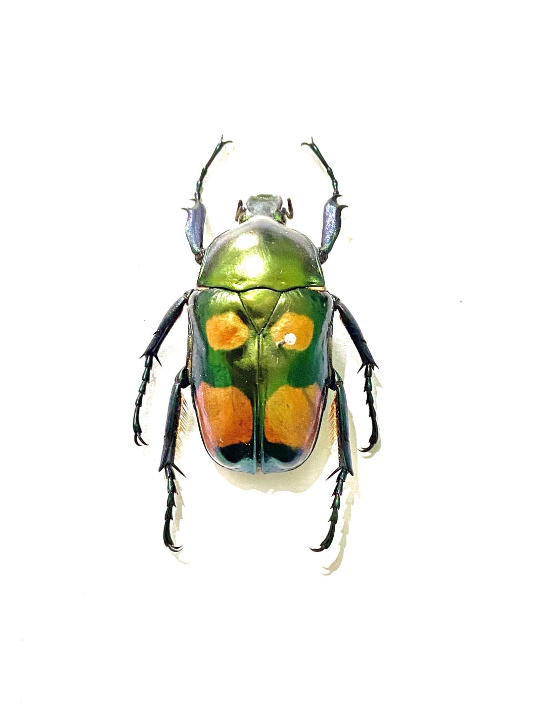 Jumnos Ruckeri. Real Specimen. Beetle. Real Insect. Real Beetle. Insect ...