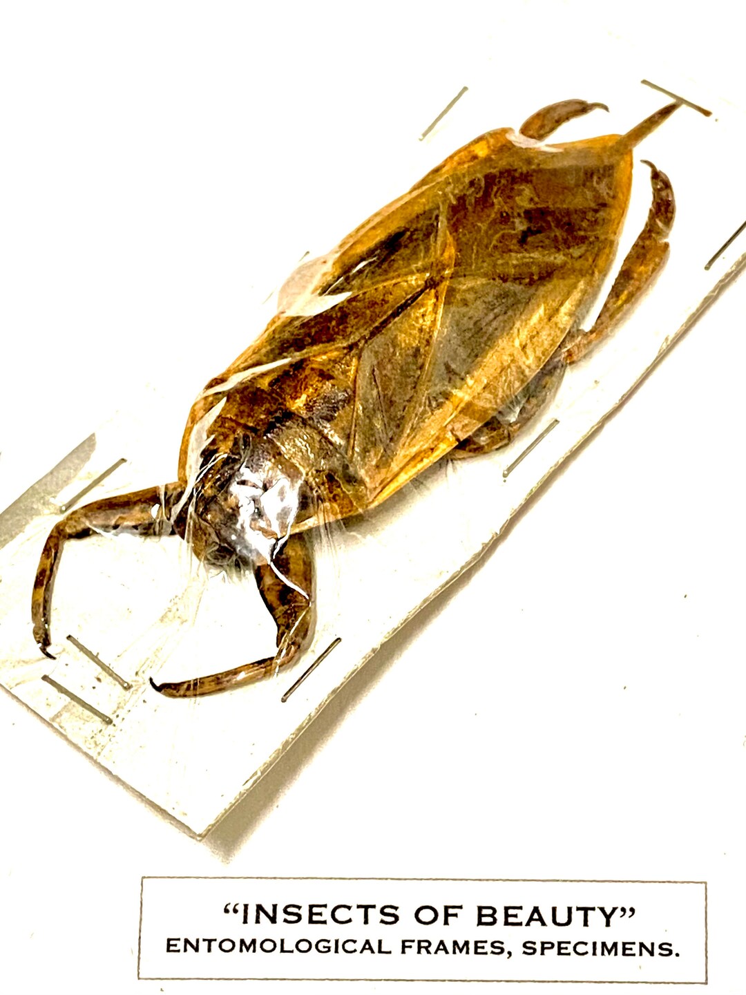 Giant Diving Beetle(lethocerus Sp) Real Specimen - Etsy