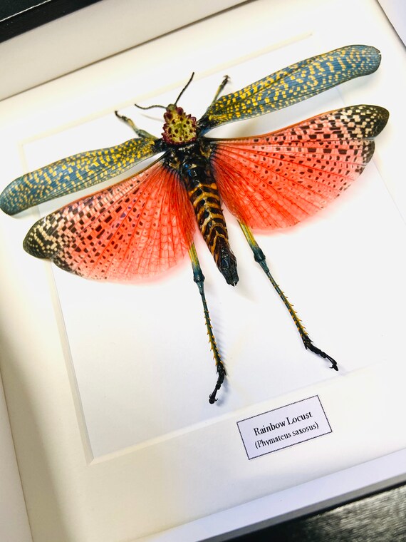 Rainbow Locust phymateus Saxosus Real Insect Framed. - Etsy