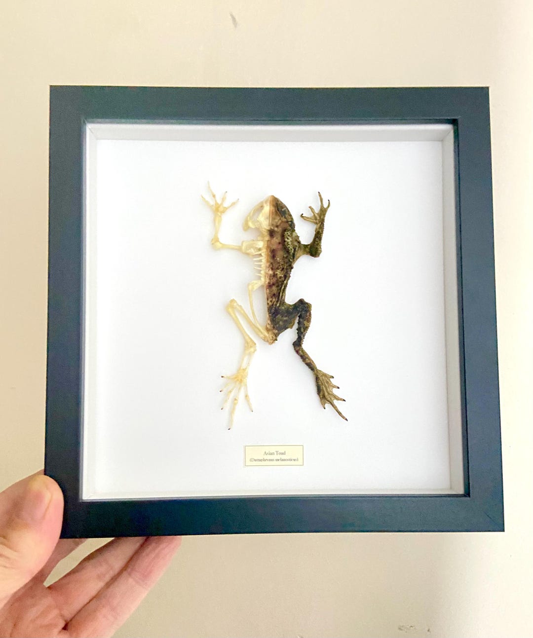 Toad Half Skeleton Frame. Toad.frog. Oddity. Goth.insectsofbeauty ...