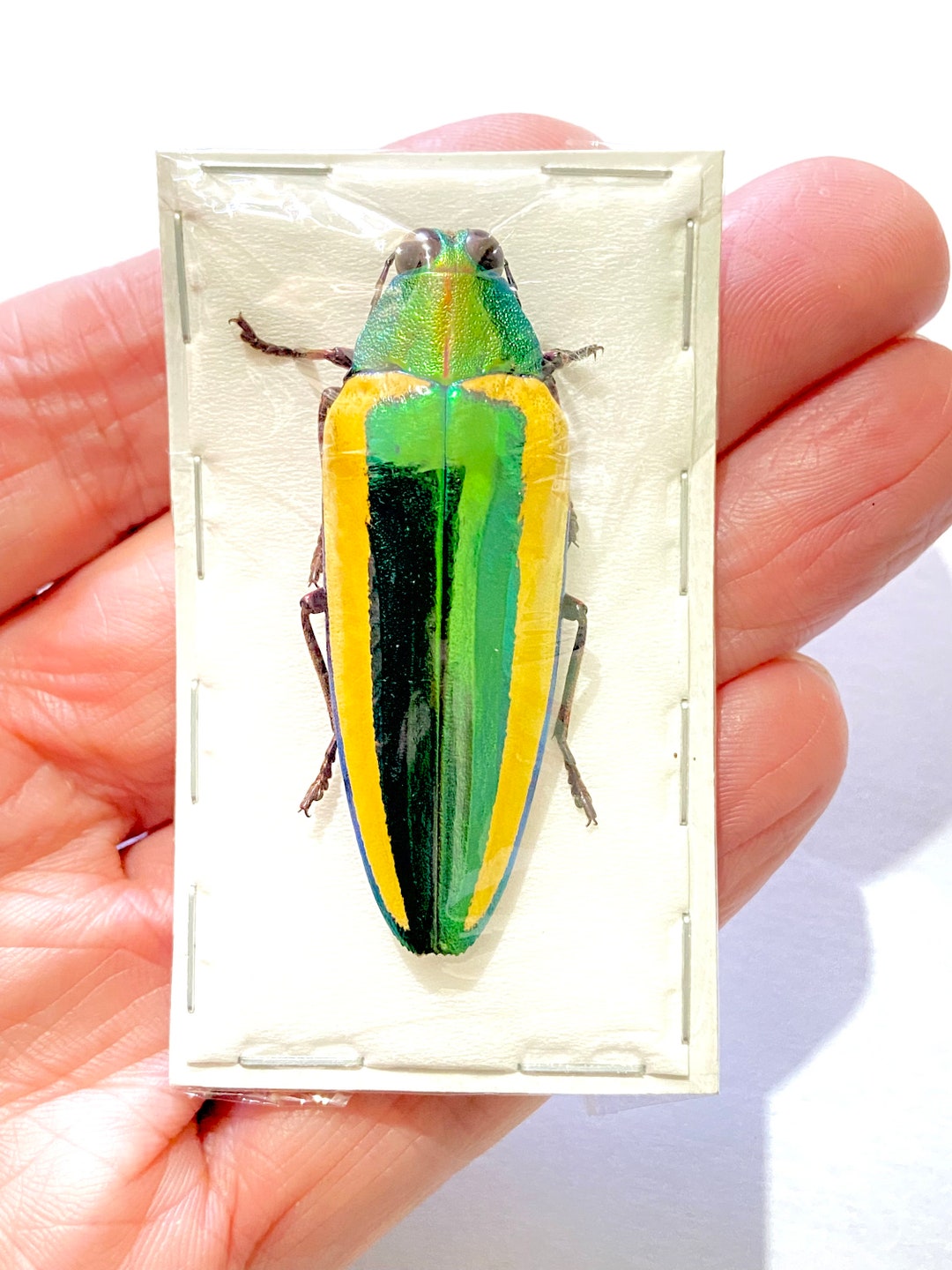 Chrysochroa Limbata. Jewel Beetle. Scarab Beetle. Buprestidae ...