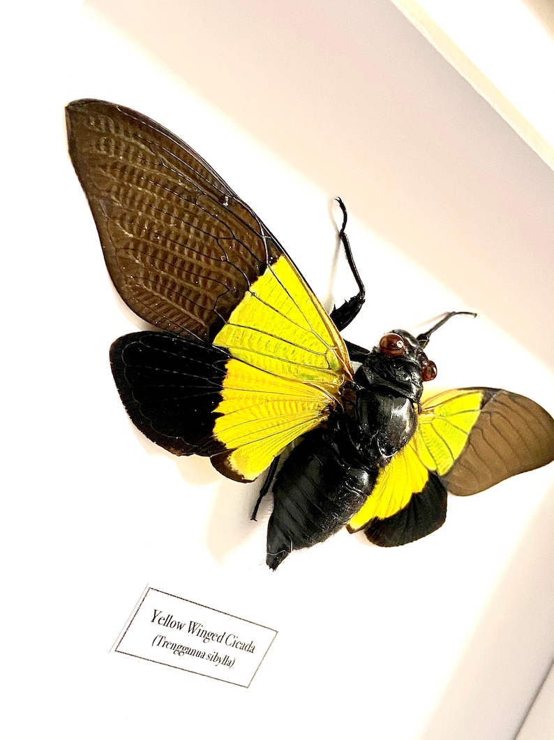 Yellow Winged Cicada (trengganua Sibylla) Real Insect Framed Entomology ...
