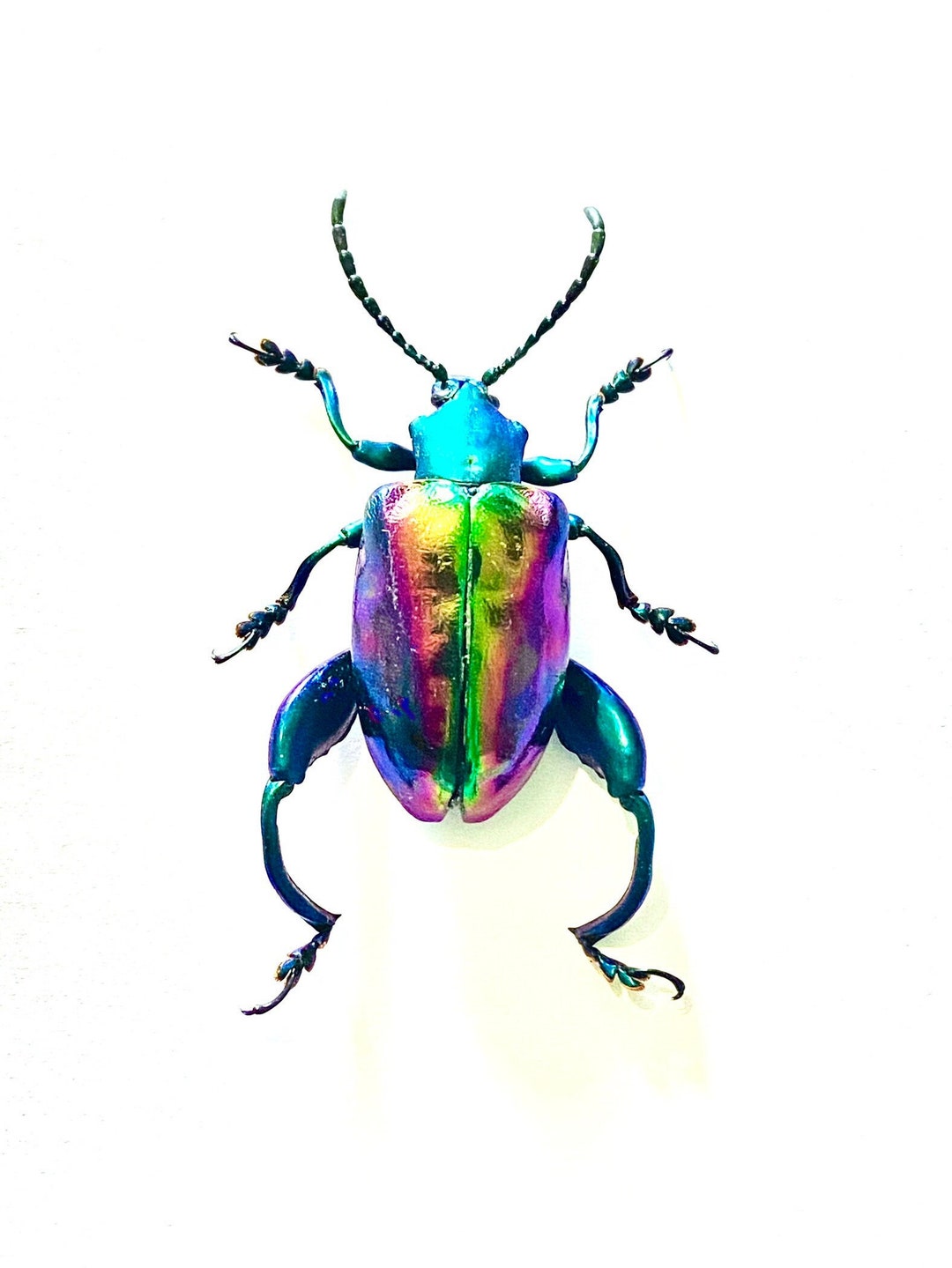 Rainbow Frog Beetle. (sagra Buqueti) Real Specimen. Real Insect ...
