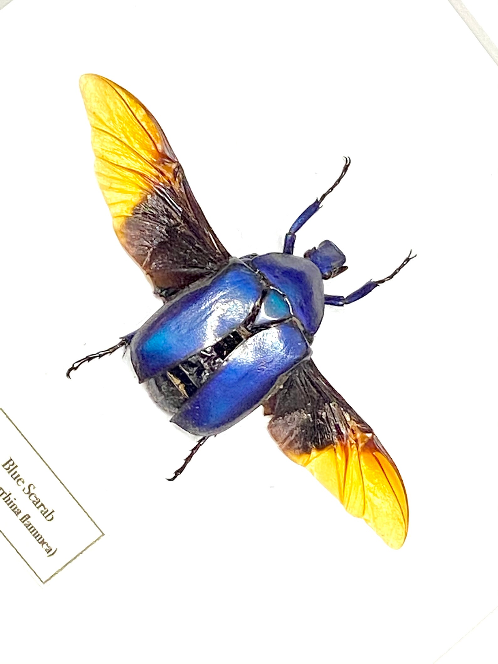 Blue Scarab Beetle. Real Insect Framed. Entomology. Blue ...